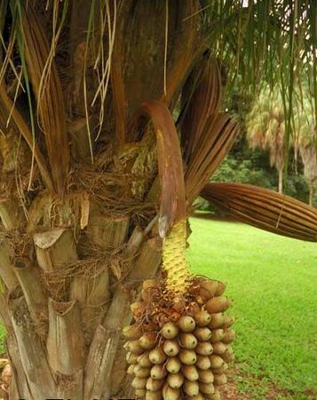 Attalea butyracea - Palmpedia - Palm Grower's Guide