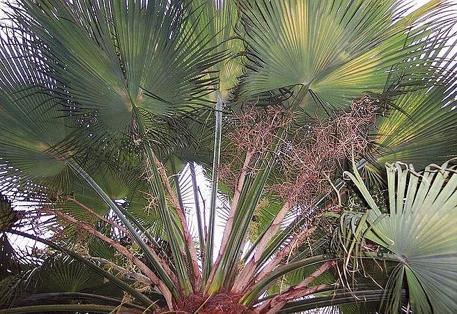 Brahea edulis - Palmpedia - Palm Grower's Guide