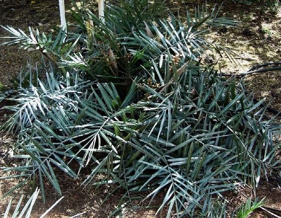 Syagrus microphylla - Palmpedia - Palm Grower's Guide