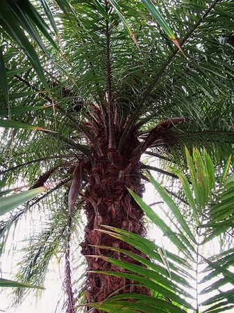Acrocomia totai - Palmpedia - Palm Grower's Guide