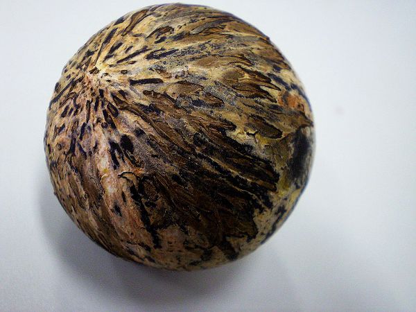 Astrocaryum gynacanthum - Palmpedia - Palm Grower's Guide