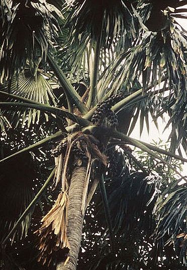 Borassus heineanus - Palmpedia - Palm Grower's Guide