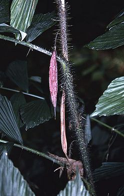 Ceratolobus glaucescens - Palmpedia - Palm Grower's Guide