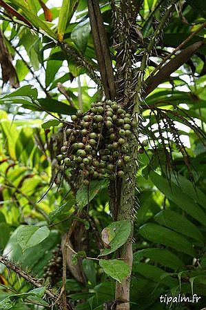 Bactris maraja - Palmpedia - Palm Grower's Guide