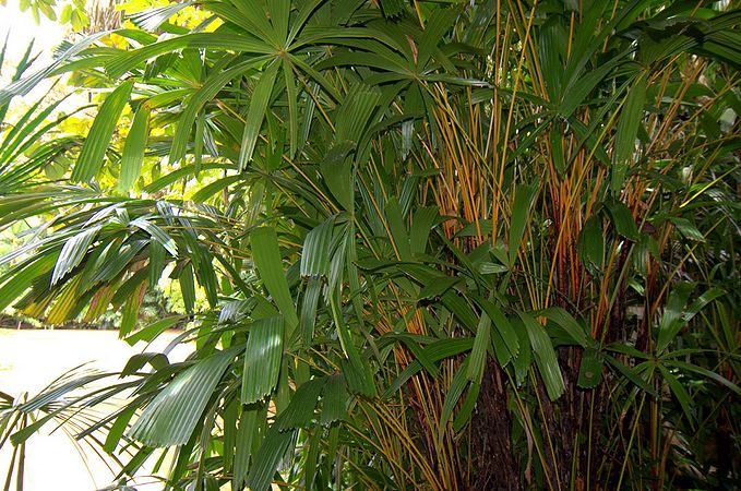 Licuala paludosa - Palmpedia - Palm Grower's Guide