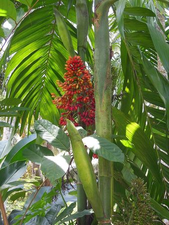 Areca concinna - Palmpedia - Palm Grower's Guide