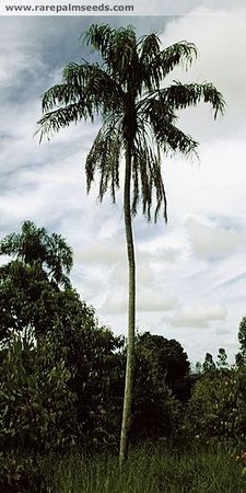 Syagrus cocoides - Palmpedia - Palm Grower's Guide