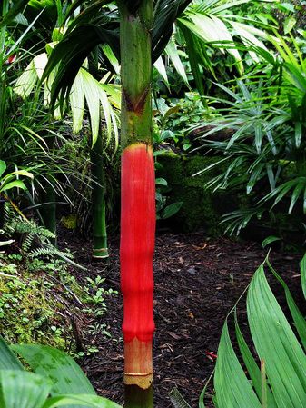 Areca macrocalyx var. 'Marie' - Palmpedia - Palm Grower's Guide