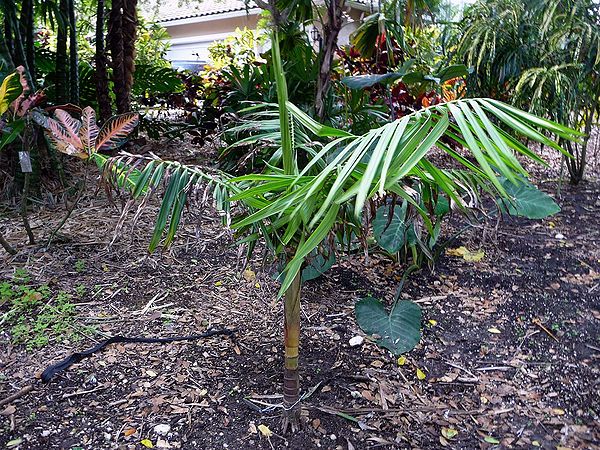 Dypsis rivularis - Palmpedia - Palm Grower's Guide