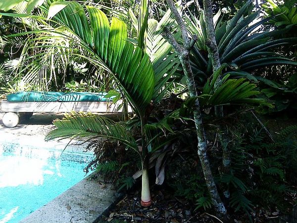 Areca macrocalyx - Palmpedia - Palm Grower's Guide