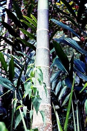 Areca catechu - Palmpedia - Palm Grower's Guide