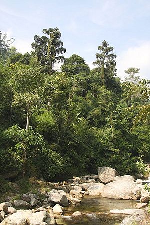 Caryota maxima - Palmpedia - Palm Grower's Guide