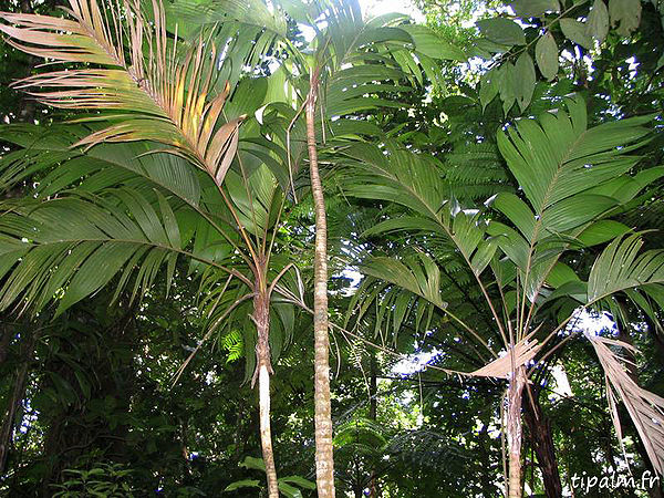 Geonoma interrupta - Palmpedia - Palm Grower's Guide