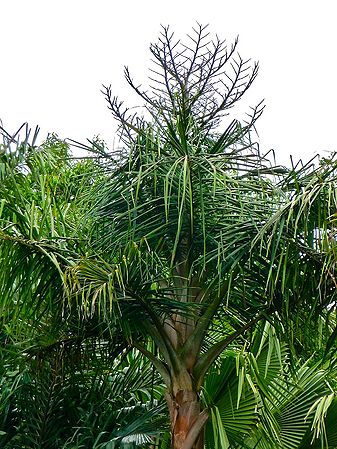 Metroxylon vitiense - Palmpedia - Palm Grower's Guide