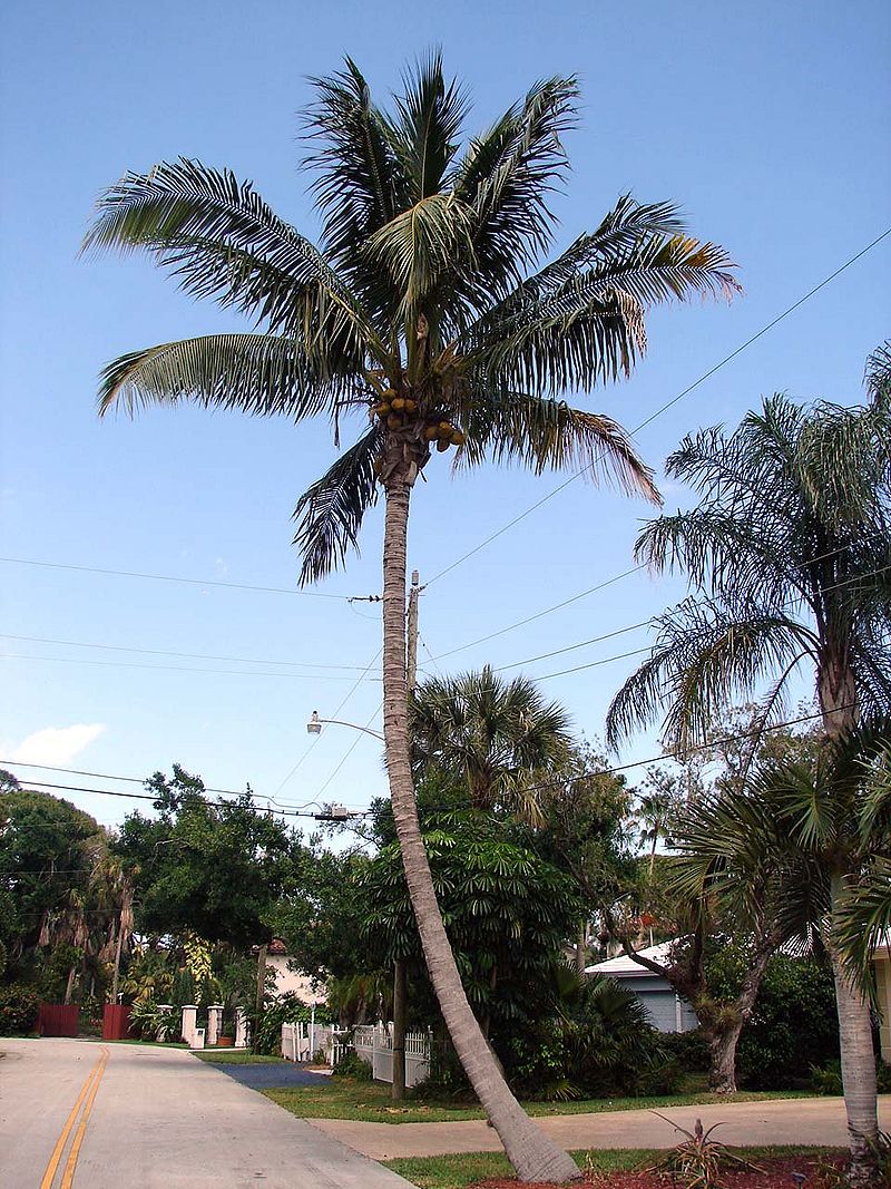 Cocos nucifera 'Maypan' - Palmpedia - Palm Grower's Guide