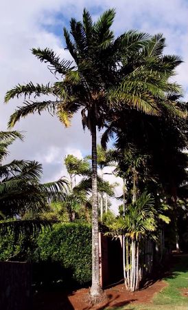 Syagrus pseudococos - Palmpedia - Palm Grower's Guide