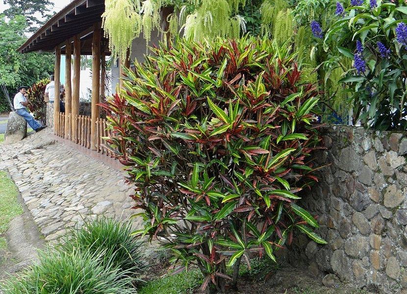 VEITCHII - Palmpedia - Palm Grower's Guide