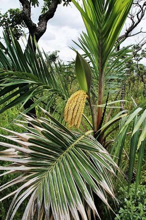 Syagrus comosa - Palmpedia - Palm Grower's Guide