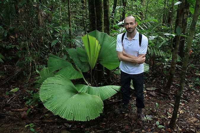 Licuala orbicularis - Palmpedia - Palm Grower's Guide