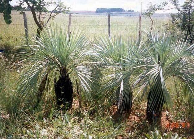 Butia archeri - Palmpedia - Palm Grower's Guide