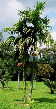 Areca triandra - Palmpedia - Palm Grower's Guide