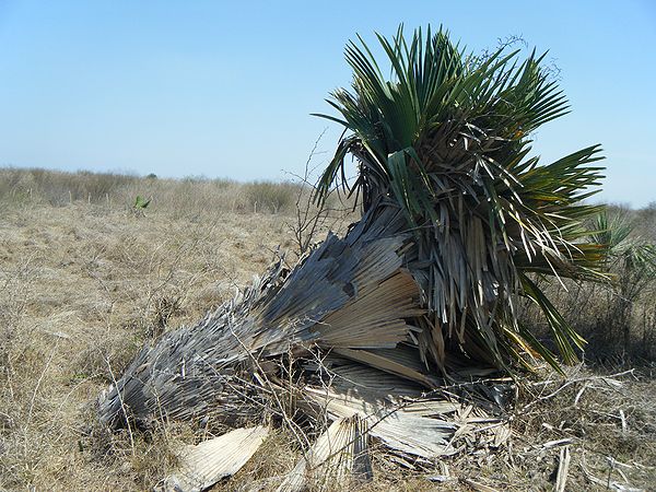 Copernicia rigida - Palmpedia - Palm Grower's Guide