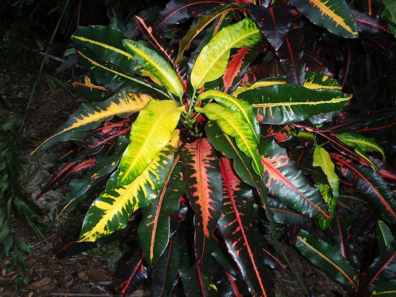 GENERAL MARSHALL - Palmpedia - Palm Grower's Guide