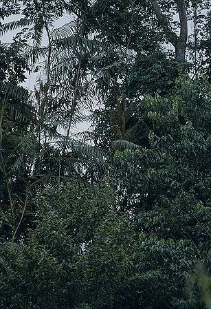 Laccosperma acutiflorum - Palmpedia - Palm Grower's Guide