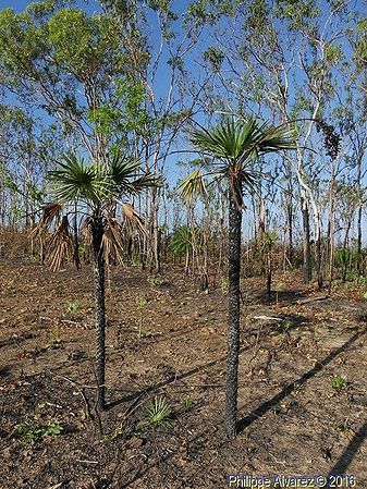 Livistona humilis - Palmpedia - Palm Grower's Guide