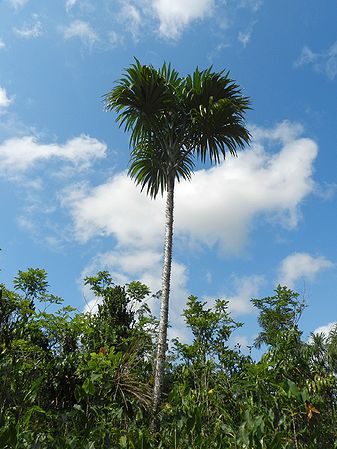 Mauritiella armata - Palmpedia - Palm Grower's Guide