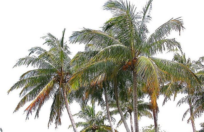 Cocos nucifera 'Maypan' - Palmpedia - Palm Grower's Guide