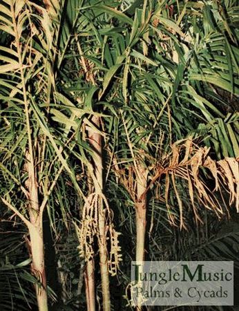 Nenga pumila - Palmpedia - Palm Grower's Guide