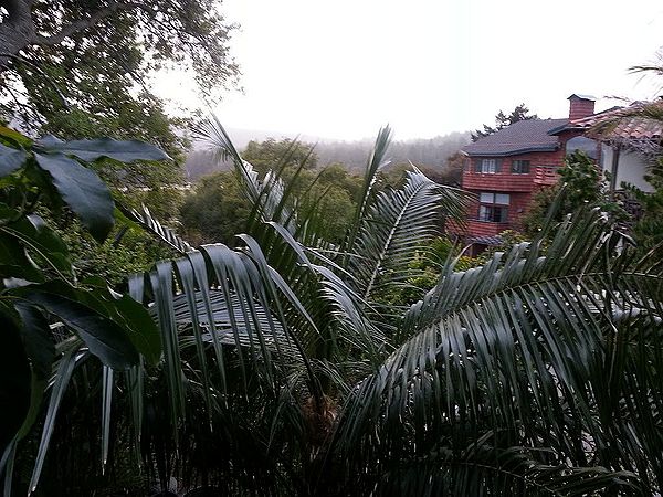 Parajubaea cocoides - Palmpedia - Palm Grower's Guide