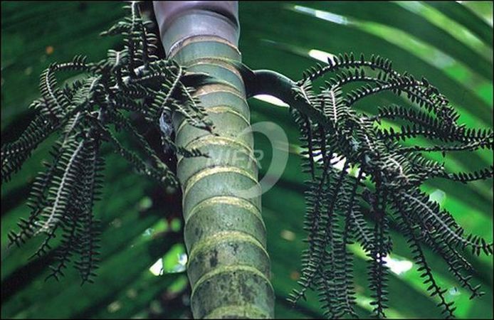 Pinanga insignis - Palmpedia - Palm Grower's Guide