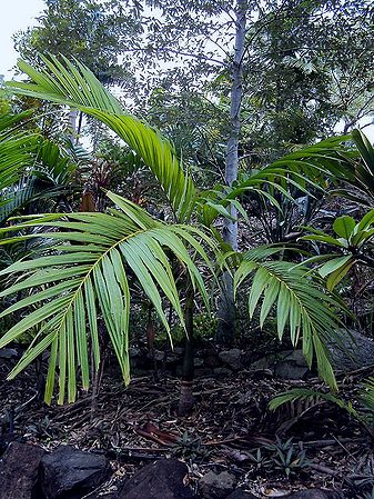 Pinanga javana - Palmpedia - Palm Grower's Guide