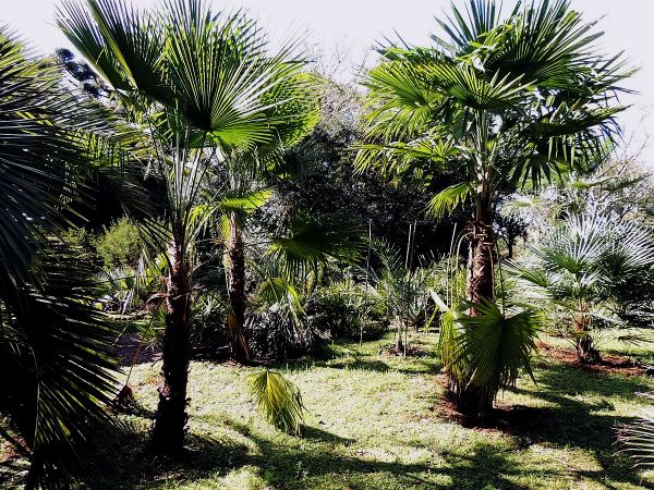 Trachycarpus martianus - Palmpedia - Palm Grower's Guide