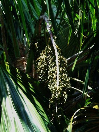 Thrinax excelsa - Palmpedia - Palm Grower's Guide