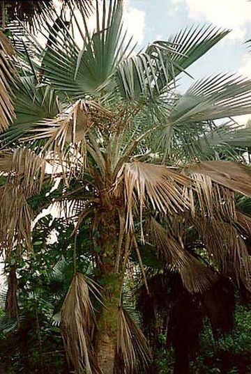 Copernicia yarey - Palmpedia - Palm Grower's Guide