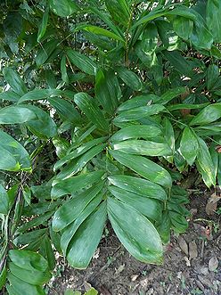 Bactris cuspidata - Palmpedia - Palm Grower's Guide