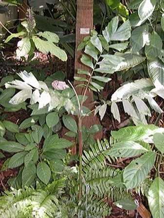 Balaka seemannii - Palmpedia - Palm Grower's Guide