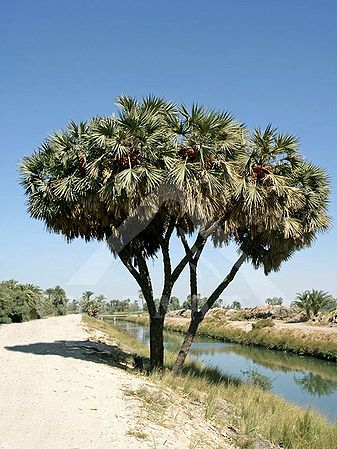 Hyphaene thebaica - Palmpedia - Palm Grower's Guide