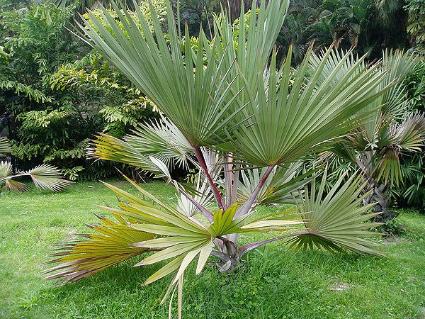 Latania lontaroides - Palmpedia - Palm Grower's Guide
