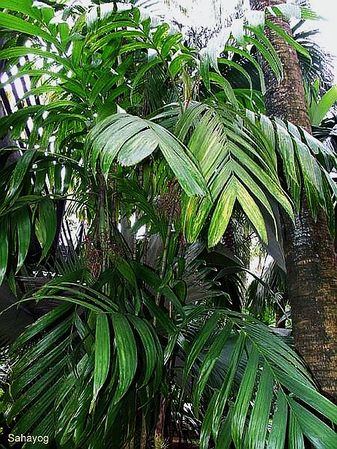 Areca concinna - Palmpedia - Palm Grower's Guide