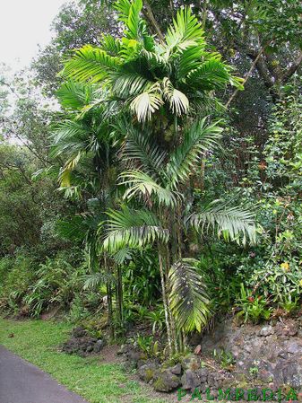 Areca triandra - Palmpedia - Palm Grower's Guide