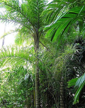 Bactris gasipaes - Palmpedia - Palm Grower's Guide
