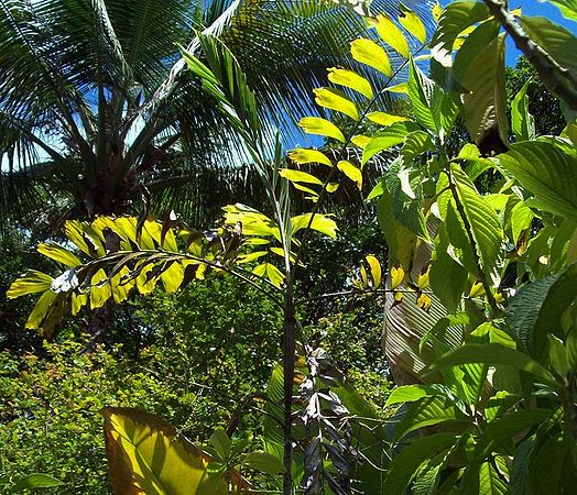 Balaka seemannii - Palmpedia - Palm Grower's Guide