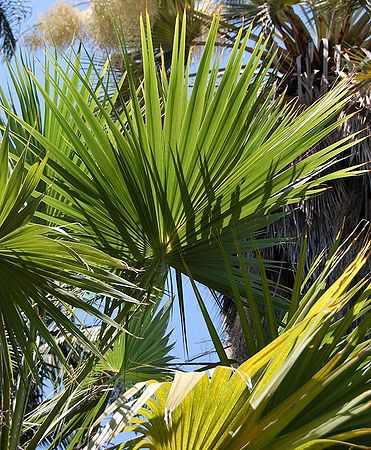 Brahea aculeata - Palmpedia - Palm Grower's Guide