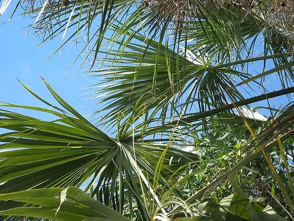 Brahea aculeata - Palmpedia - Palm Grower's Guide