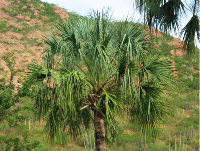PALM SOCIETY OF SOUTHERN CALIFORNIA - Palmpedia - Palm Grower's Guide