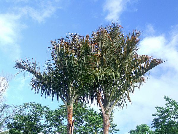 Metroxylon vitiense - Palmpedia - Palm Grower's Guide